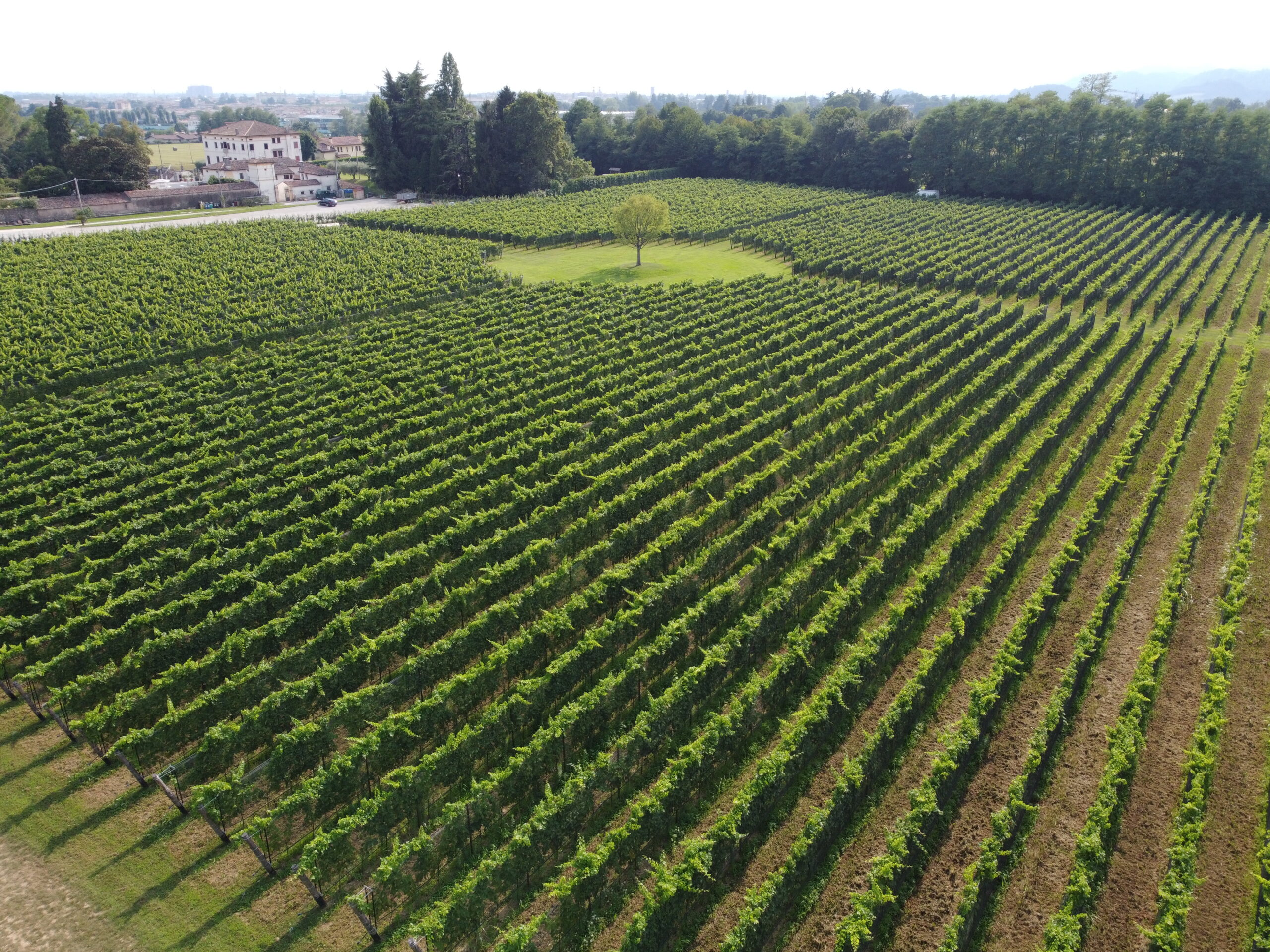 Ca’ da Roman Winery: agricoltura rigenerativa e “zerochimica” per una ...